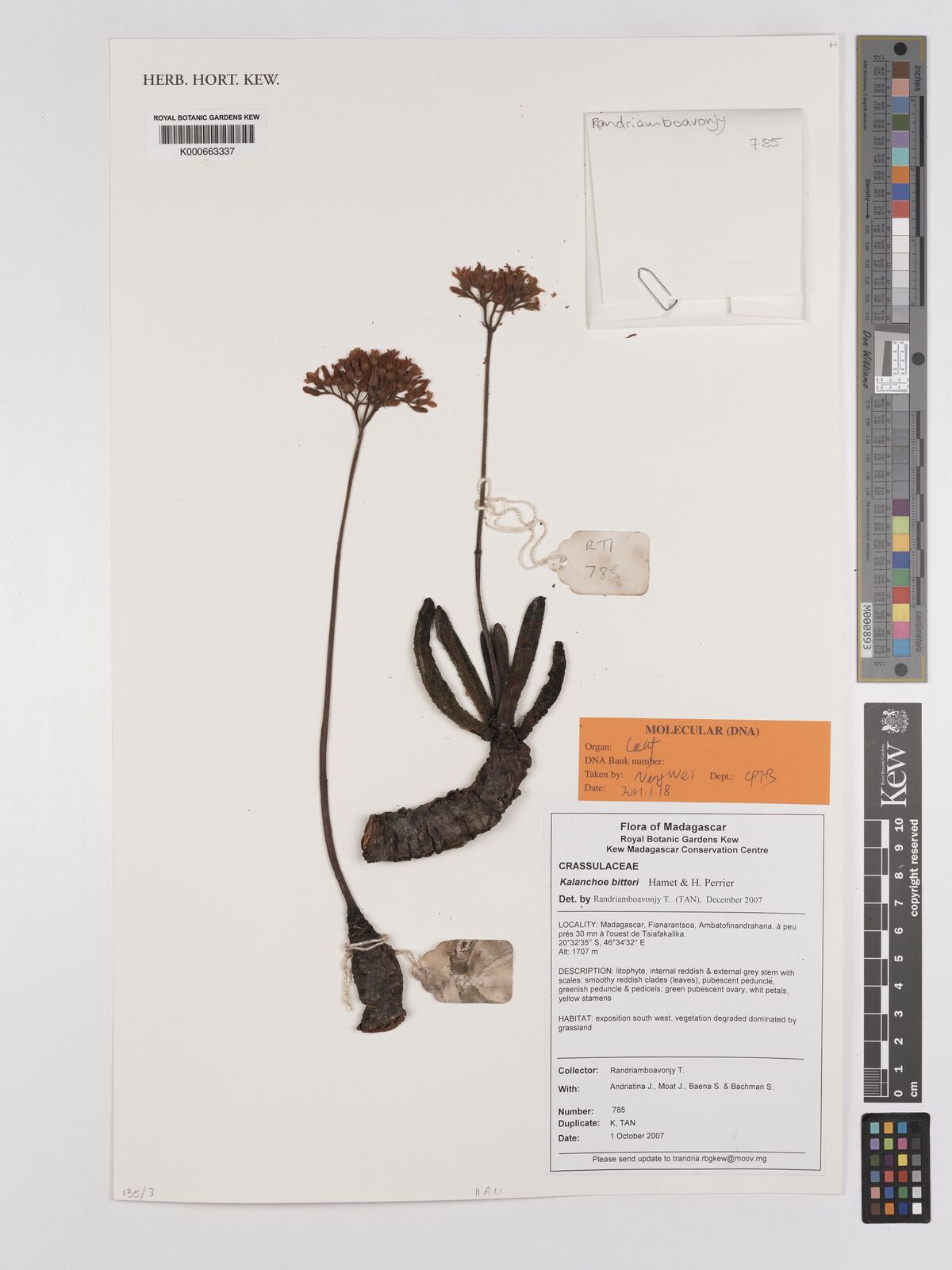 Kalanchoe bitteri Raym.-Hamet & H.Perrier | Plants of the World Online ...