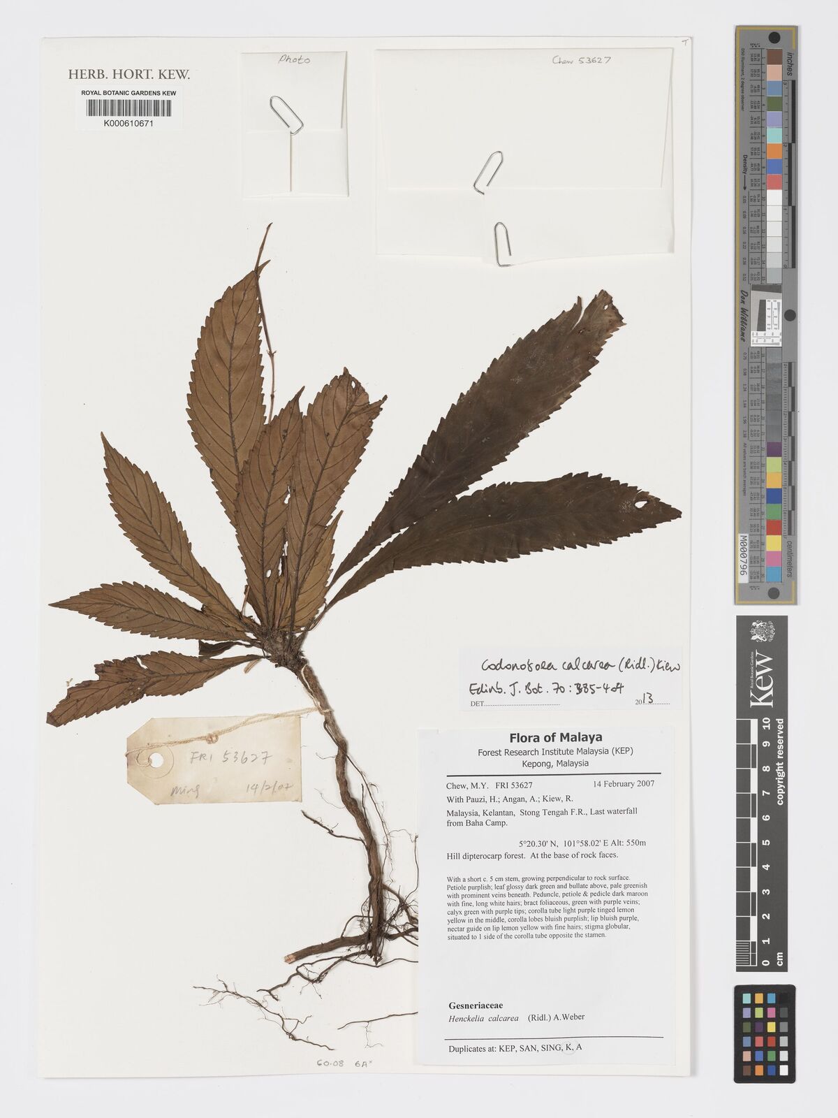 Codonoboea calcarea (Ridl.) Kiew | Plants of the World Online | Kew Science