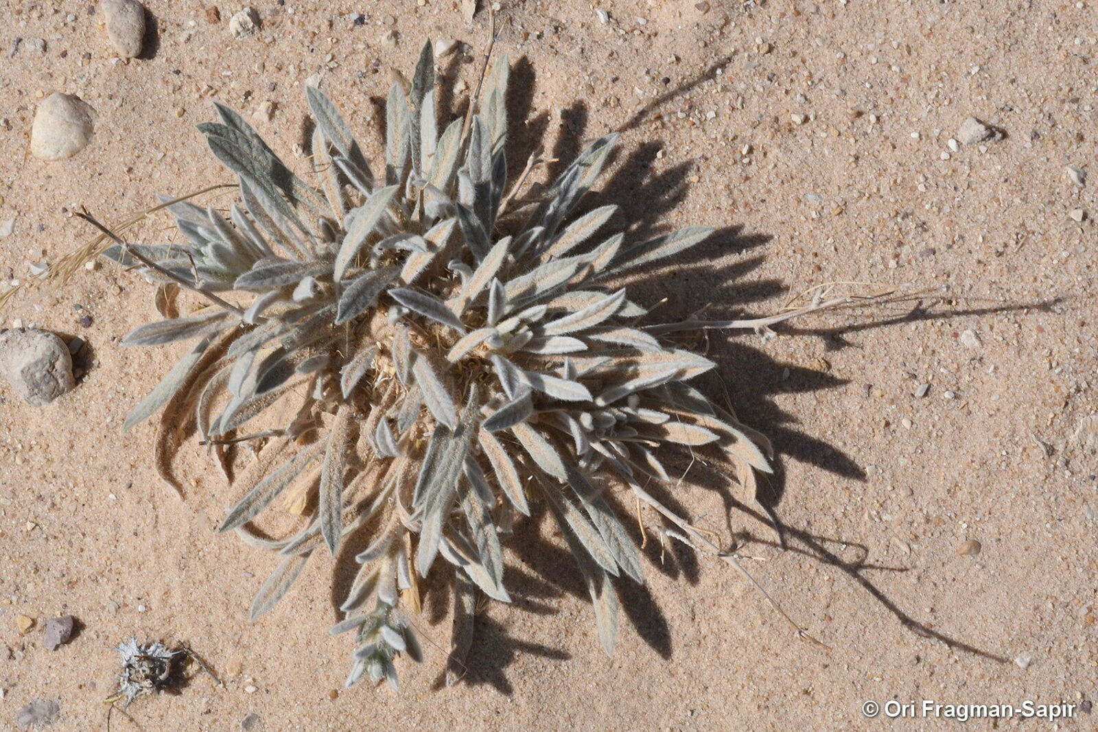 Convolvulus spicatus Peter ex Hallier f. | Plants of the World Online ...
