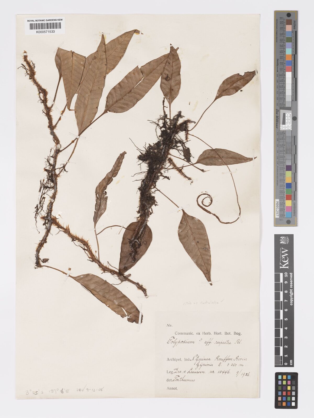 Selliguea costulata (Ces.) W.H.Wagner & Grether | Plants of the World ...