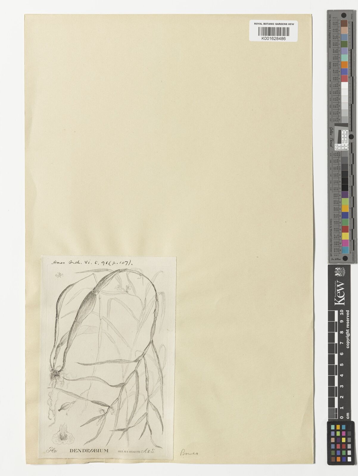 Callostylis pulchella (Lindl.) S.C.Chen & Z.H.Tsi | Plants of the World ...