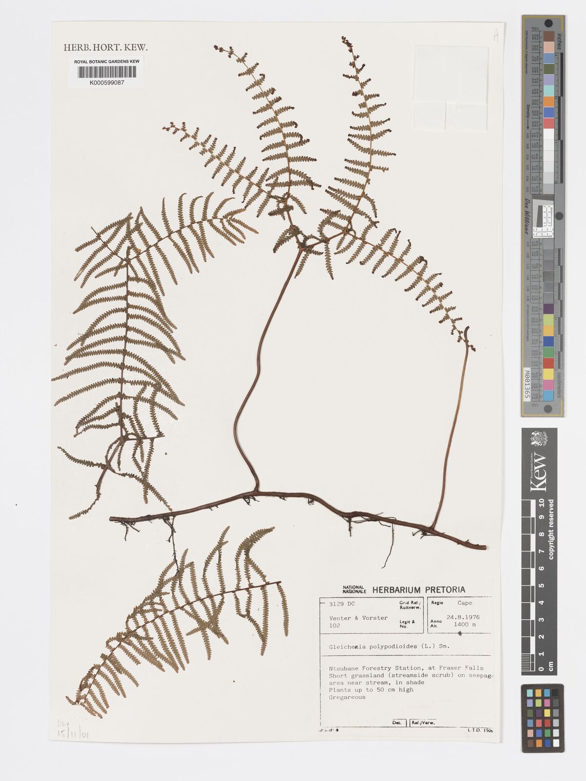 Gleichenia polypodioides (L.) Sm. | Plants of the World Online | Kew ...