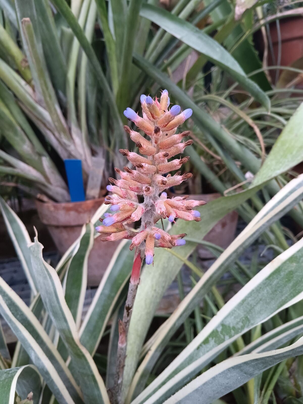 Aechmea coelestis var. coelestis | Plants of the World Online | Kew Science