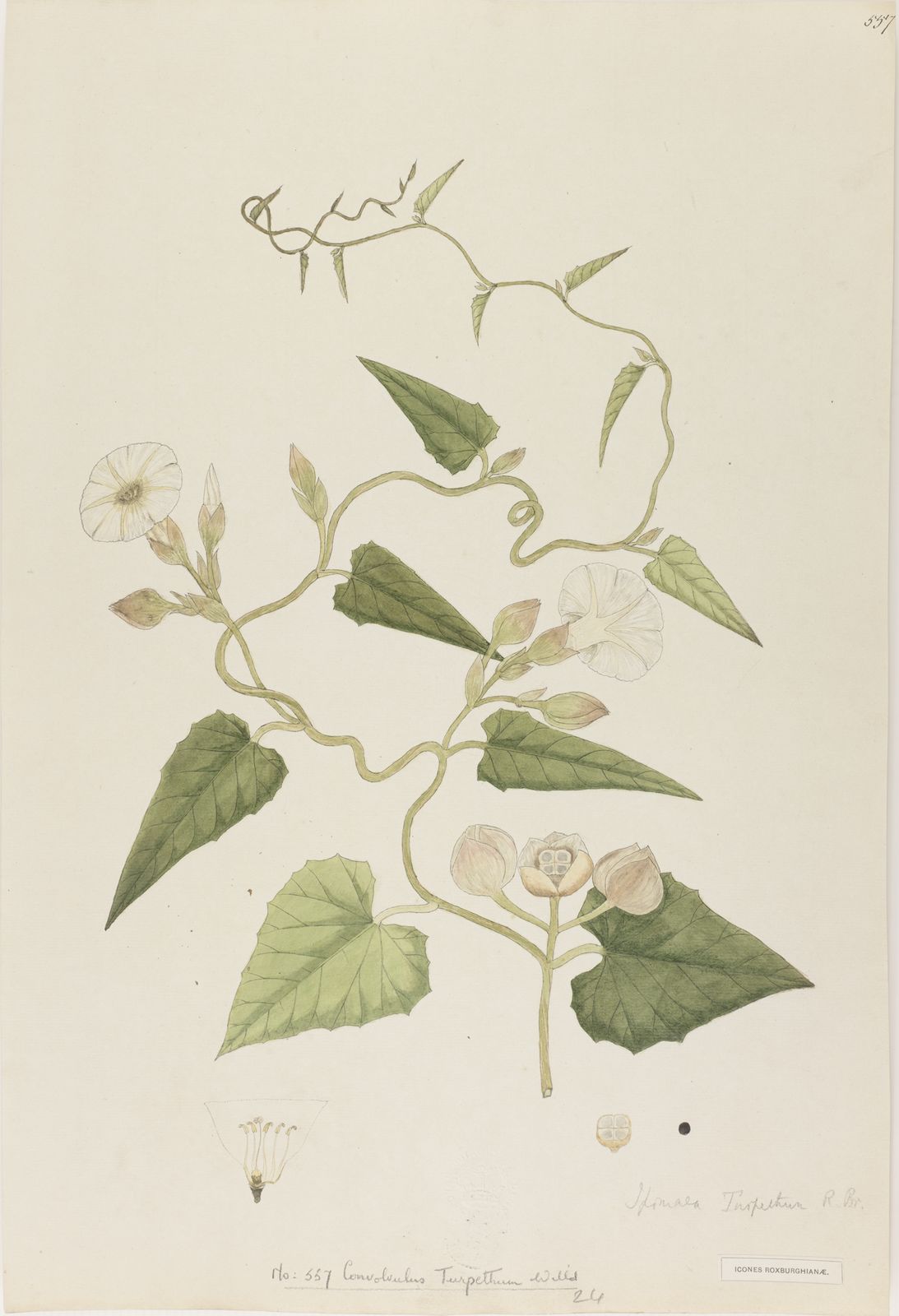 Operculina turpethum (L.) Silva Manso | Plants of the World Online ...