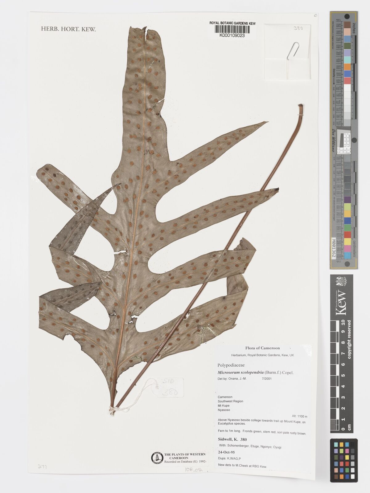 Phymatosorus scolopendria (Burm.f.) Pic.Serm. | Plants of the World ...