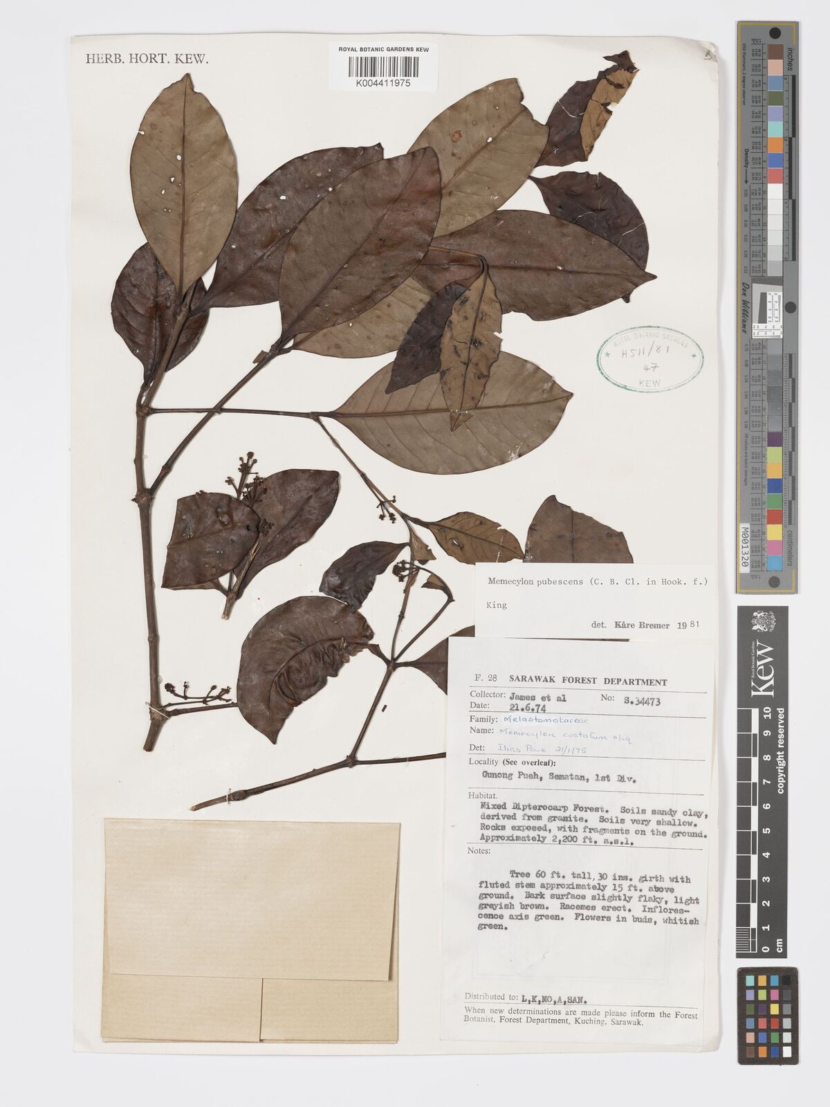 Memecylon pubescens (C.B.Clarke) King | Plants of the World Online ...
