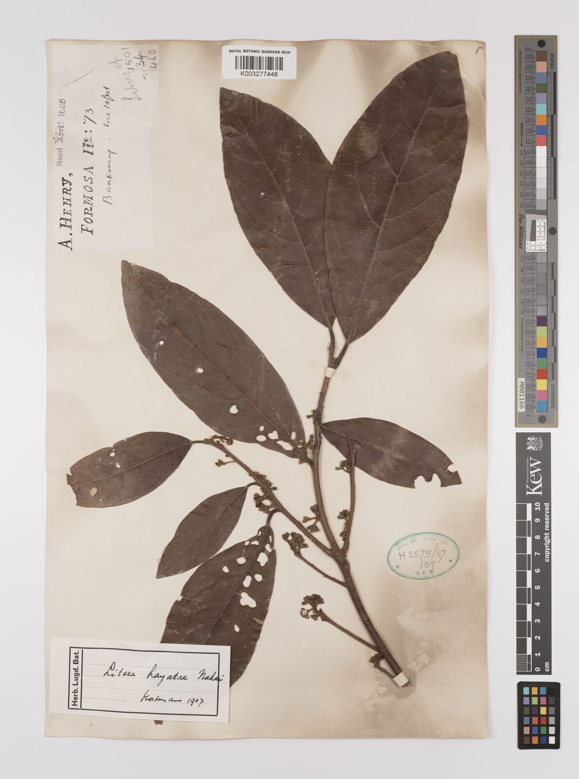 Litsea hayatae Kaneh. | Plants of the World Online | Kew Science