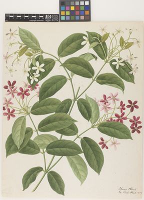 Combretum indicum (L.) DeFilipps | Plants of the World Online | Kew Science