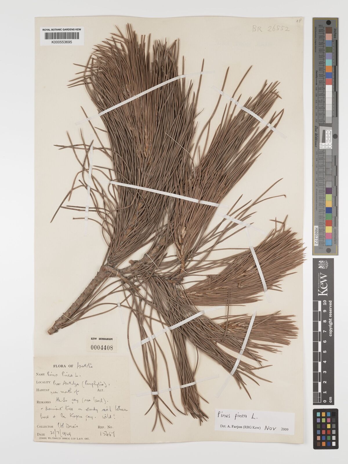 Pinus pinea L. | Plants of the World Online | Kew Science