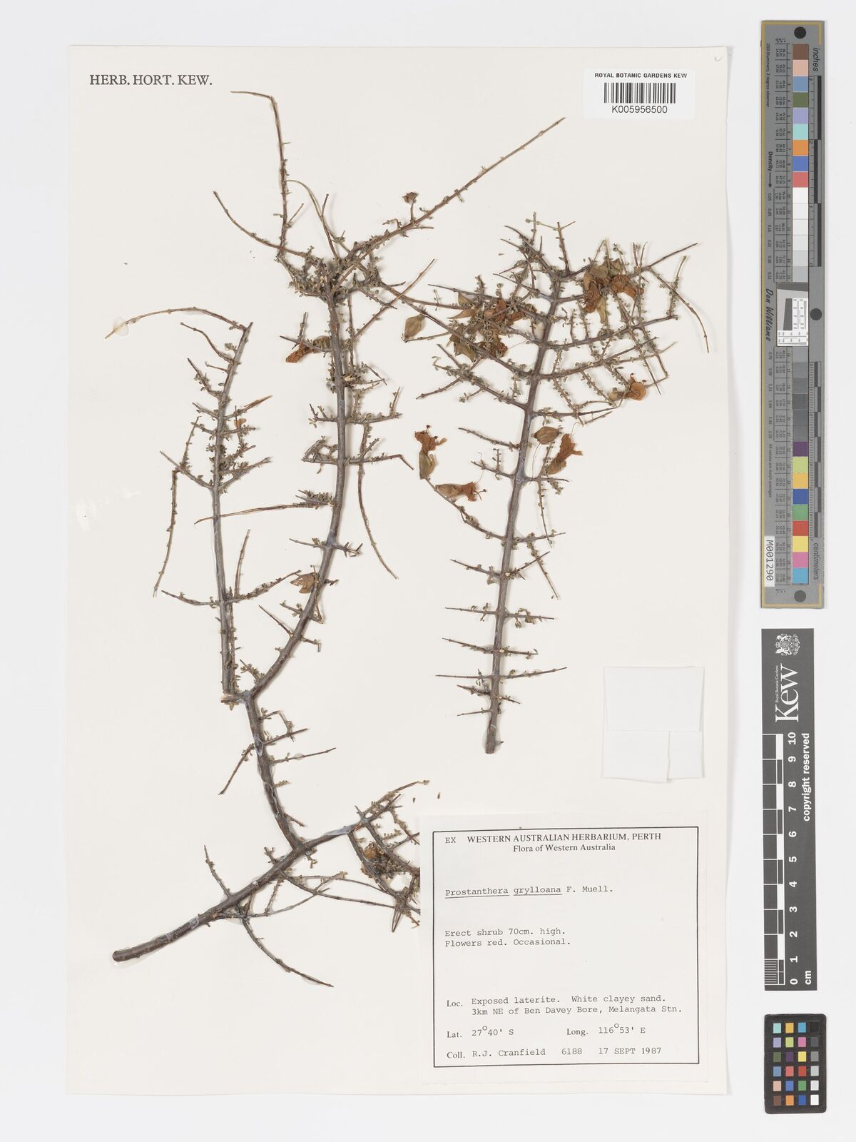 Prostanthera grylloana F.Muell. | Plants of the World Online | Kew Science