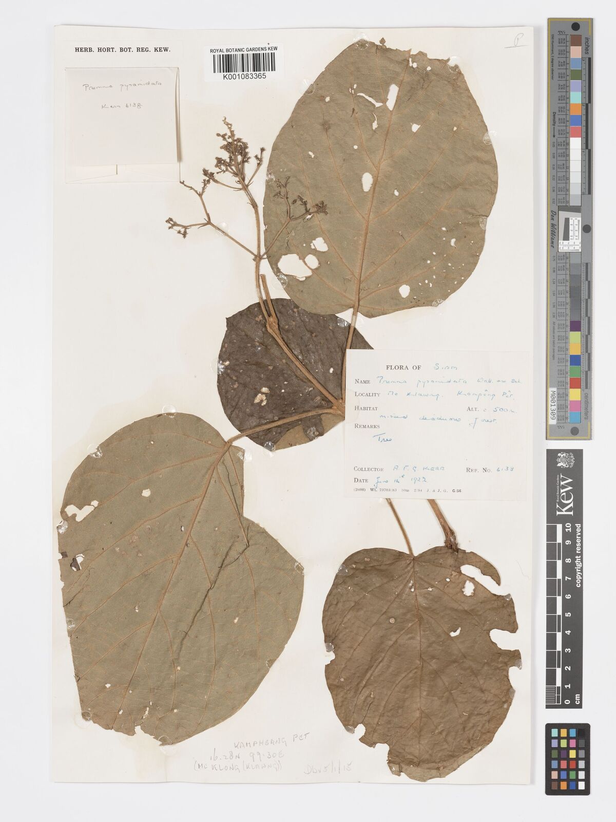 Premna tomentosa Willd. | Plants of the World Online | Kew Science