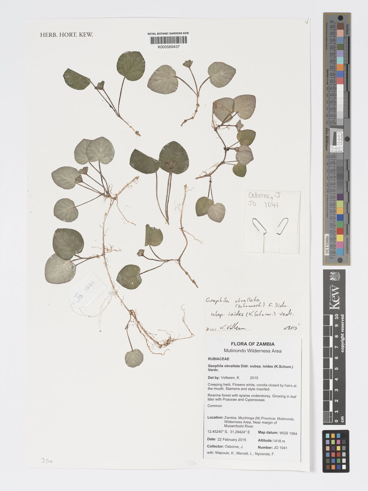 Geophila obvallata subsp. ioides (K.Schum.) Verdc. | Plants of the ...