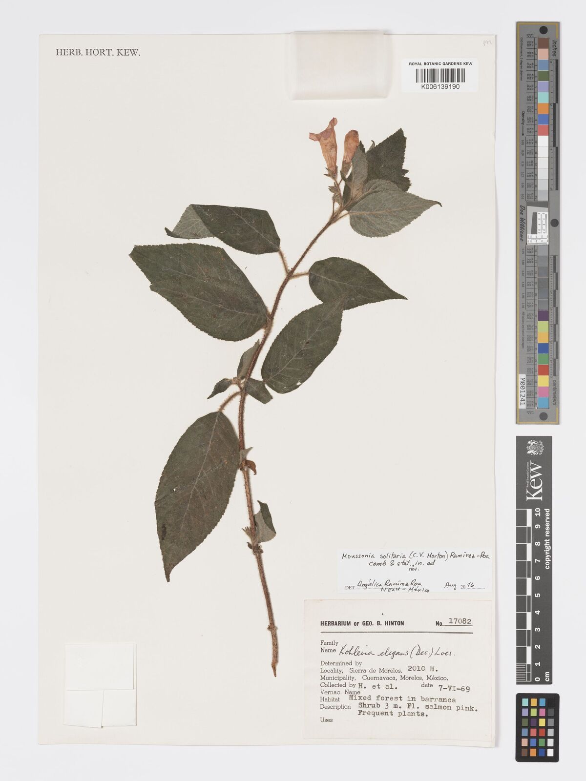 Moussonia elegans Decne. | Plants of the World Online | Kew Science