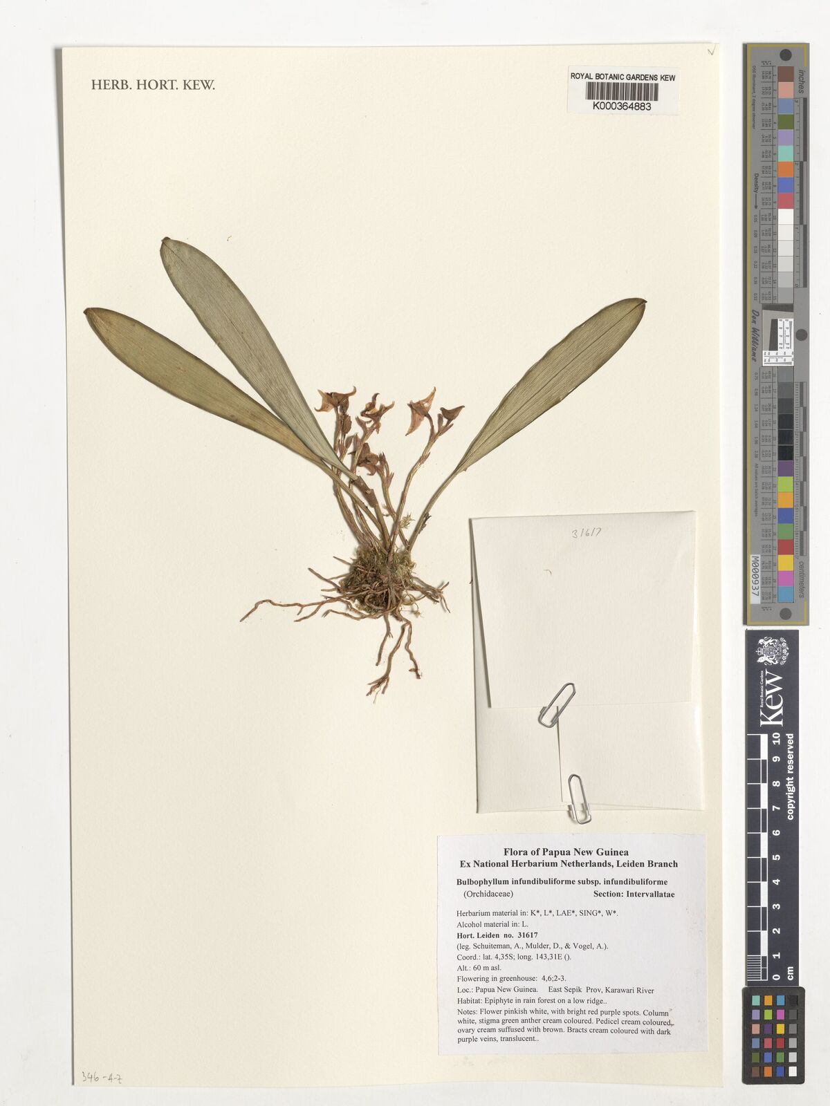 Bulbophyllum infundibuliforme J.J.Sm. | Plants of the World Online ...