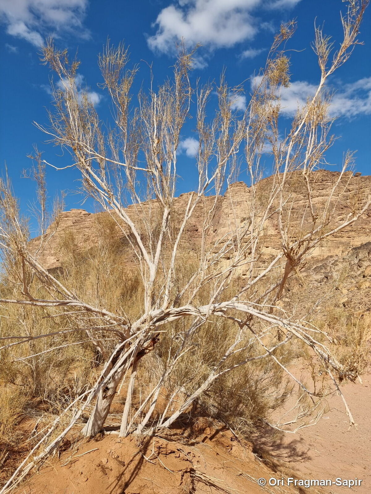 Haloxylon persicum Bunge | Plants of the World Online | Kew Science