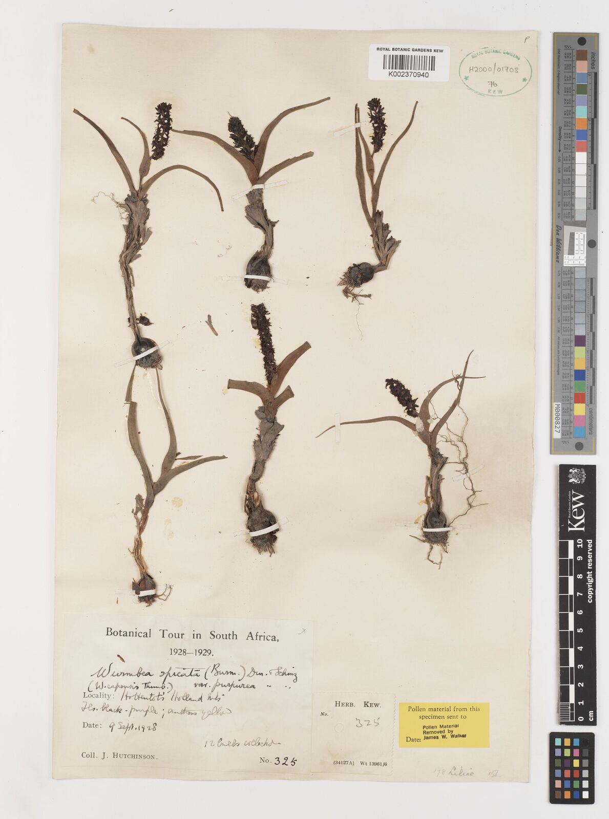 Wurmbea spicata (Burm.f.) T.Durand & Schinz | Plants of the World ...