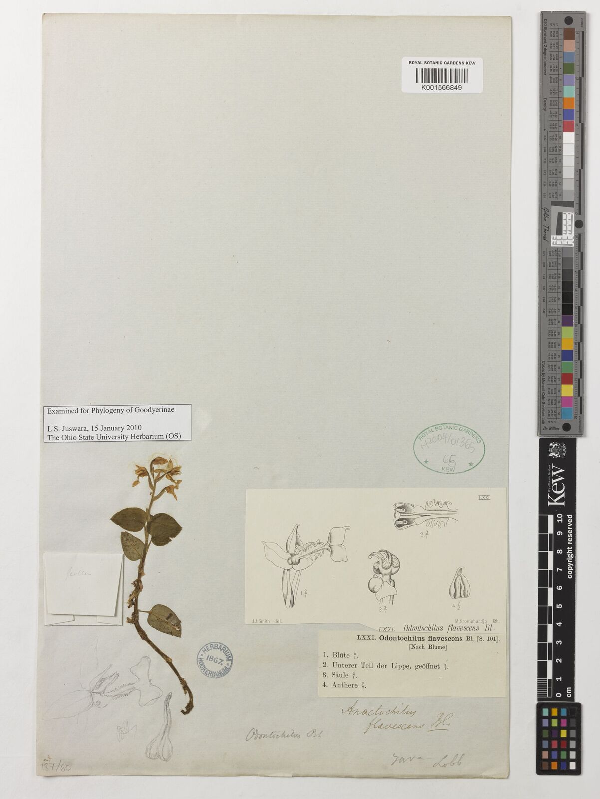 Odontochilus Blume | Plants of the World Online | Kew Science