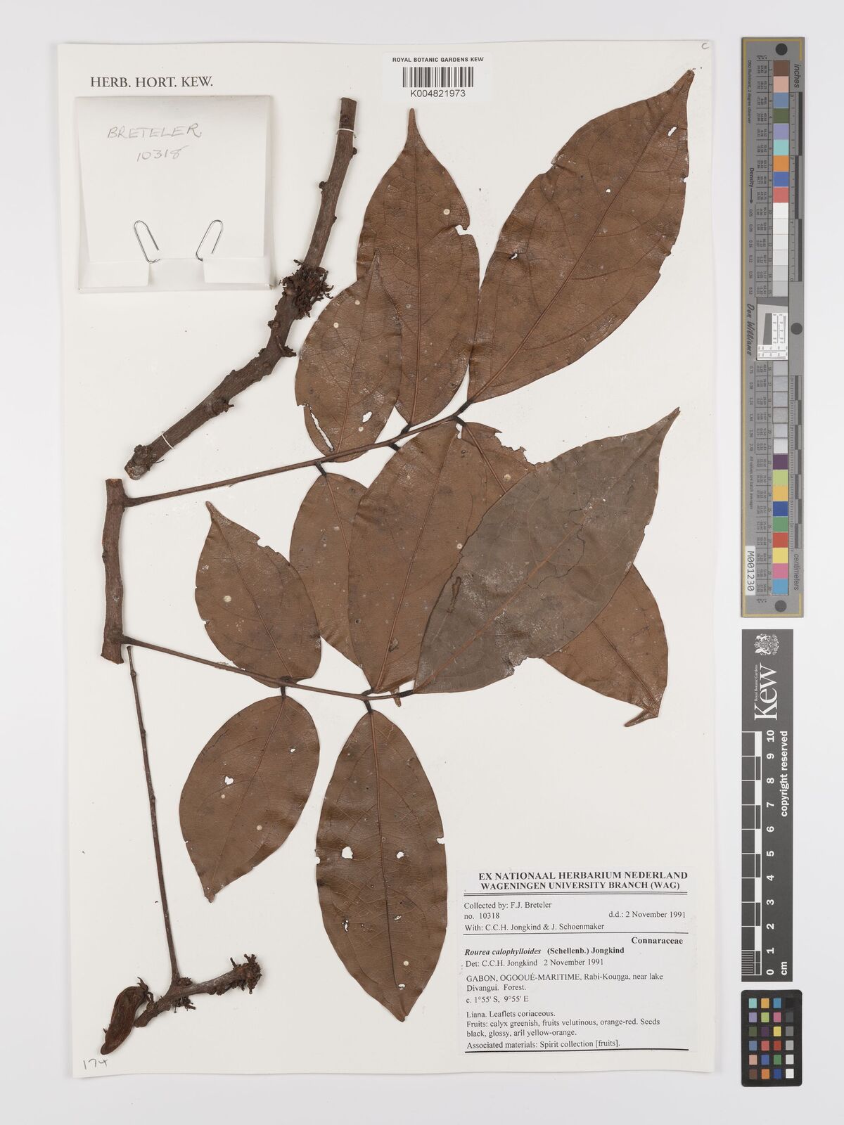 Rourea calophylloides (G.Schellenb.) Jongkind | Plants of the World ...
