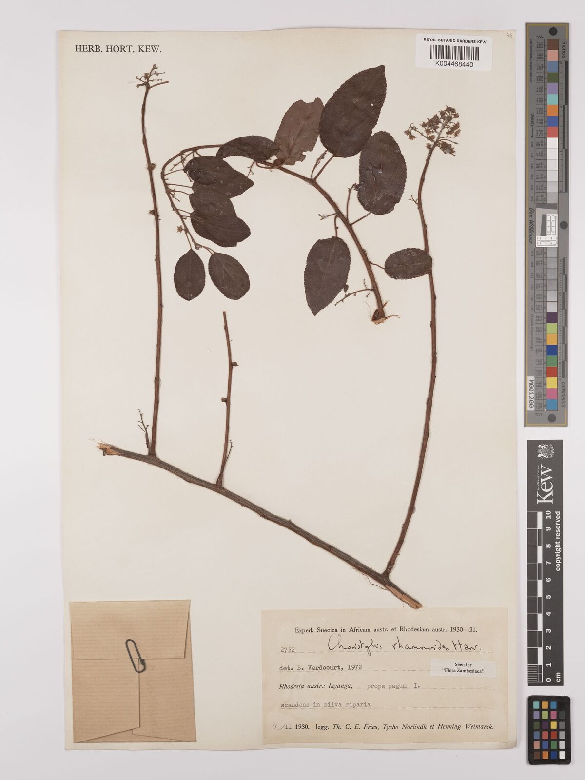 Itea rhamnoides (Harv.) Kubitzki | Plants of the World Online | Kew Science