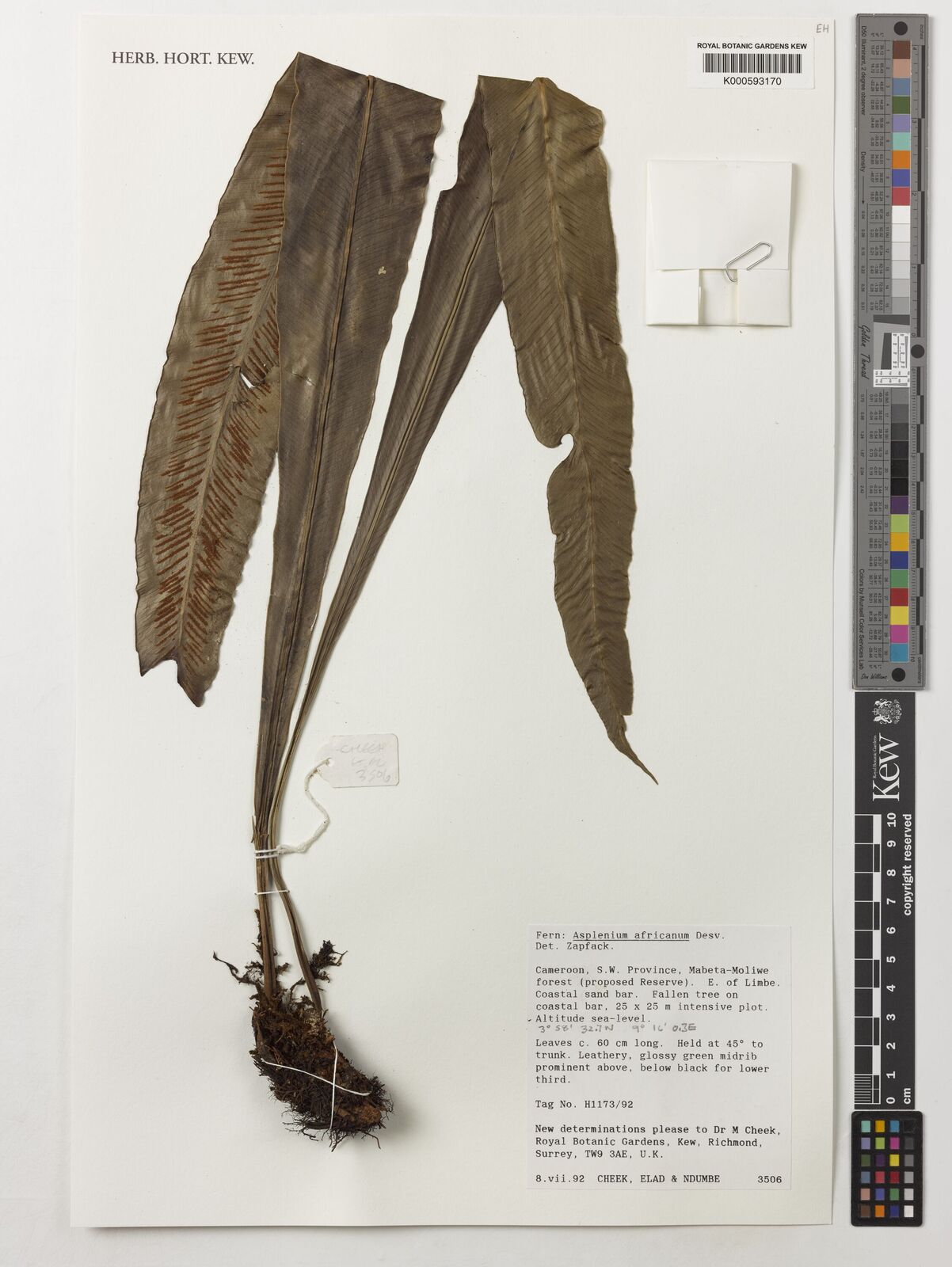 Asplenium africanum Desv. | Plants of the World Online | Kew Science