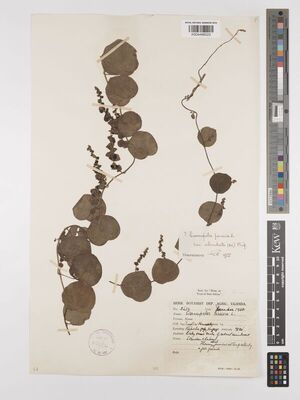 Nephroia orbiculata (L.) L.Lian & Wei Wang | Plants of the World Online ...