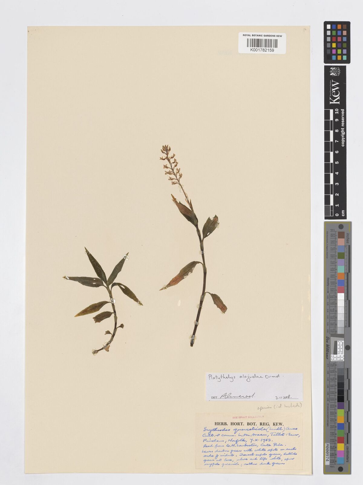 Microchilus alajuelae (Ormerod) E.C.Smidt & M.W.Chase | Plants of the ...