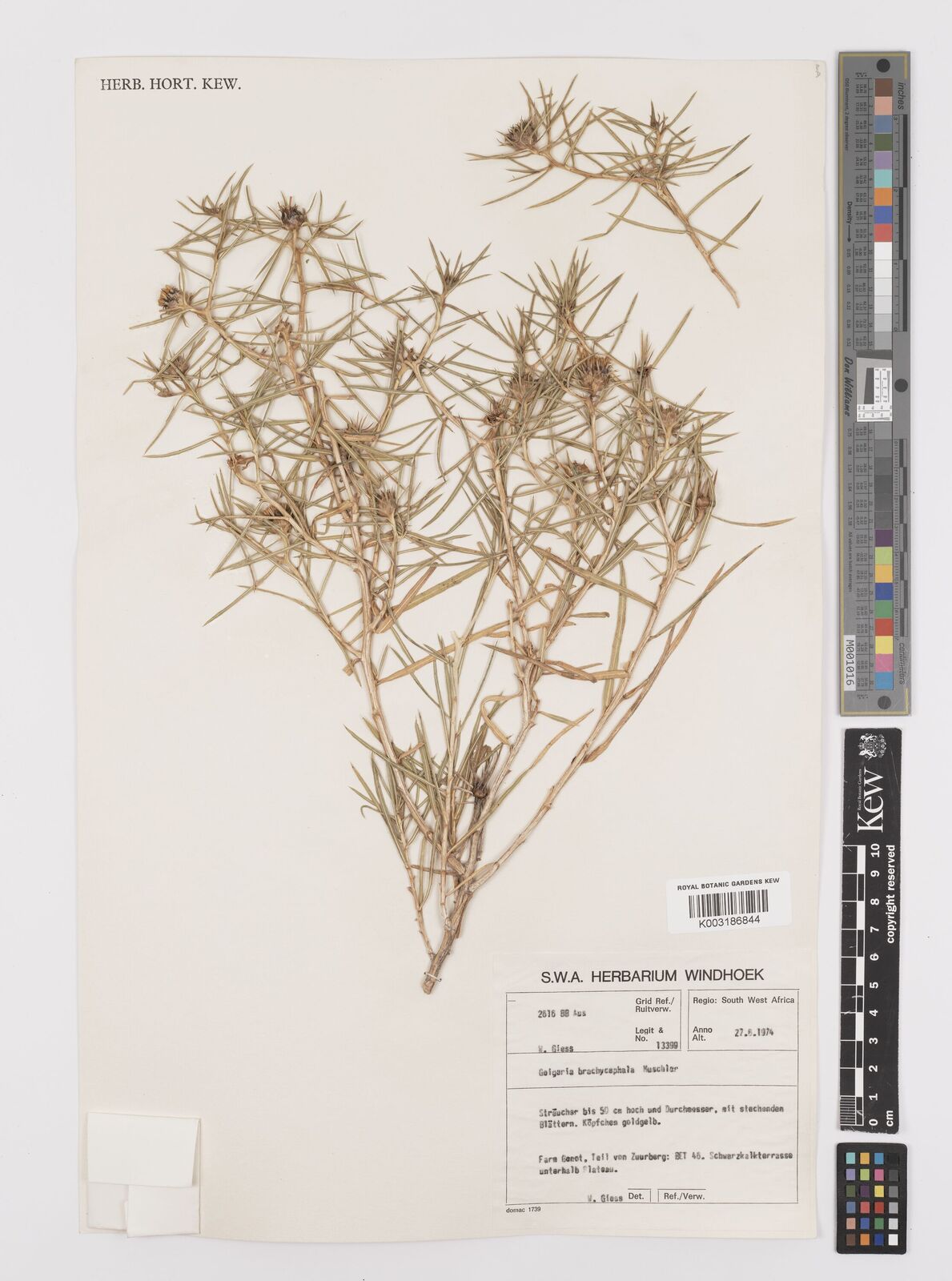 Geigeria plumosa subsp. brachycephala (Muschl.) S.Ortiz & Rodr.Oubiña ...