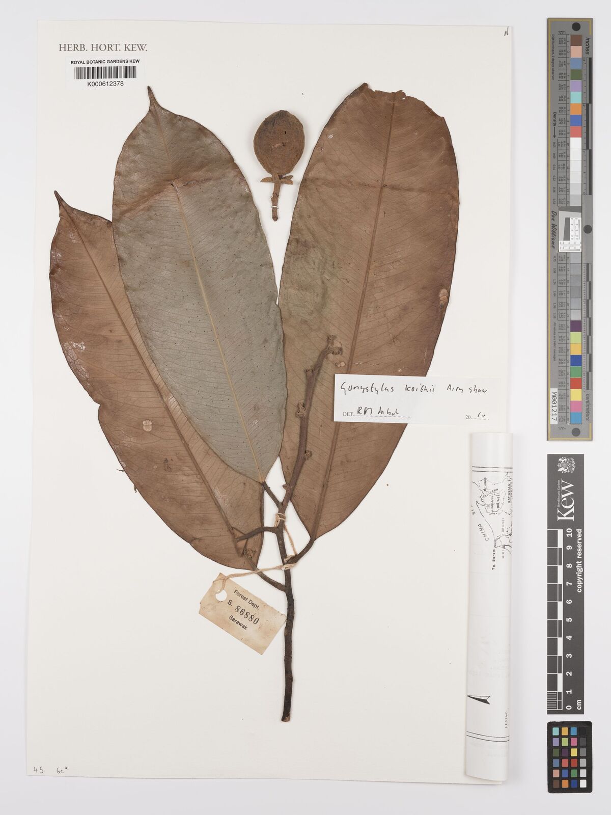 Gonystylus keithii Airy Shaw | Plants of the World Online | Kew Science