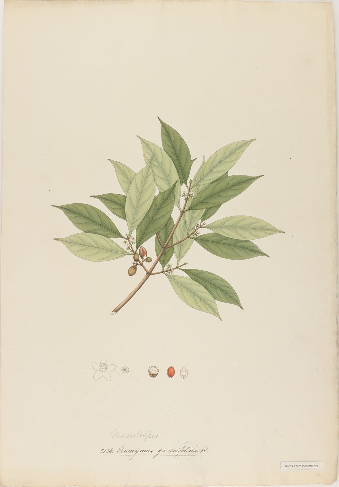 Microtropis discolor (Wall.) Wall. ex Meisn. | Plants of the World ...