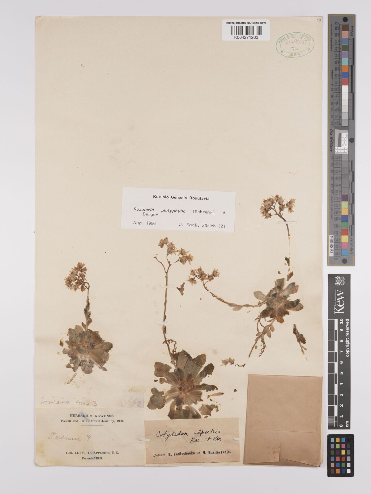 Rosularia platyphylla (Schrenk) A.Berger | Plants of the World Online ...