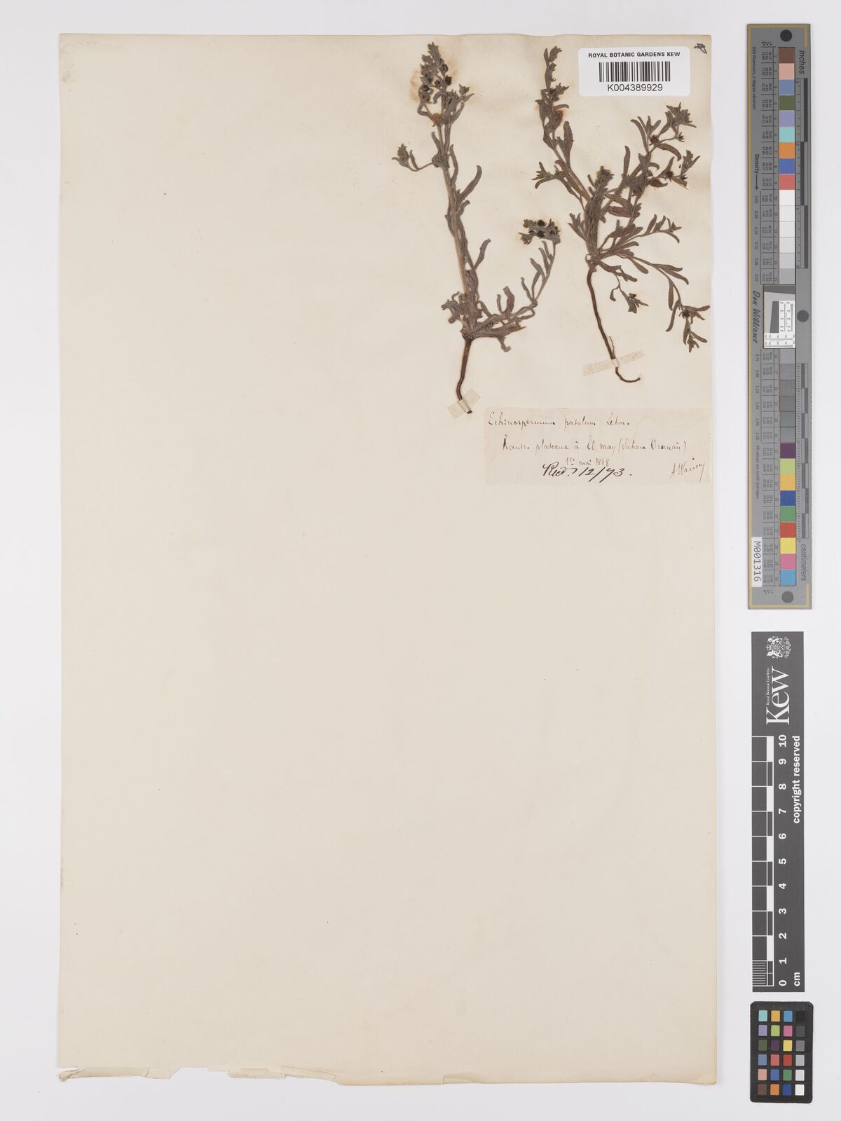 Lappula patula (Lehm.) Menyh. | Plants of the World Online | Kew Science