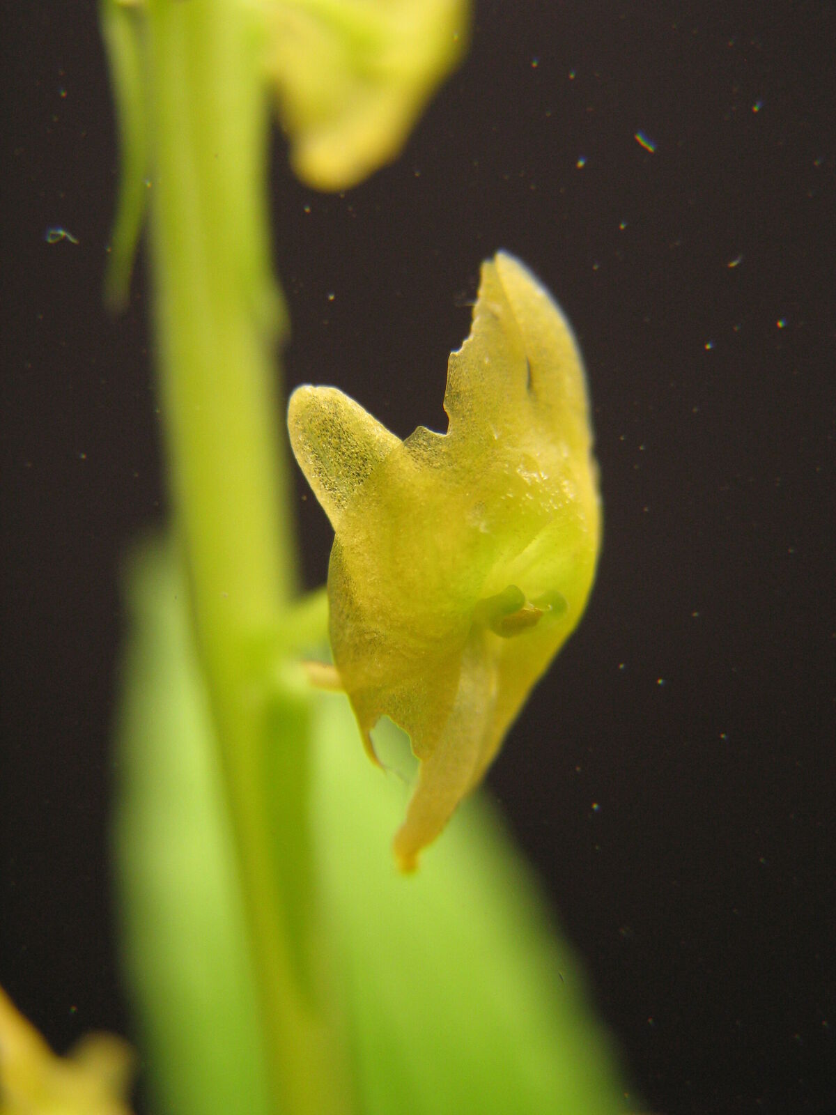 Crepidium acuminatum (D.Don) Szlach. | Plants of the World Online | Kew ...