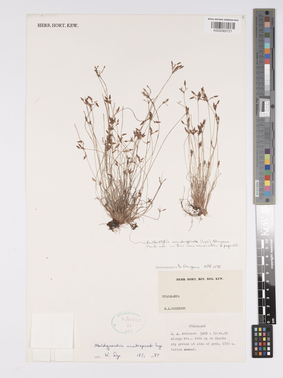 Bulbostylis acutespicata (Lye) Lye | Plants of the World Online | Kew ...