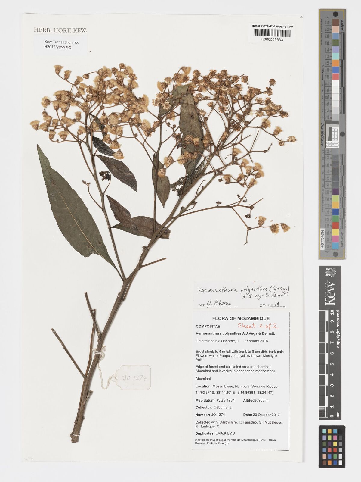 Vernonanthura polyanthes (Spreng.) A.J.Vega & Dematt. | Plants of the ...
