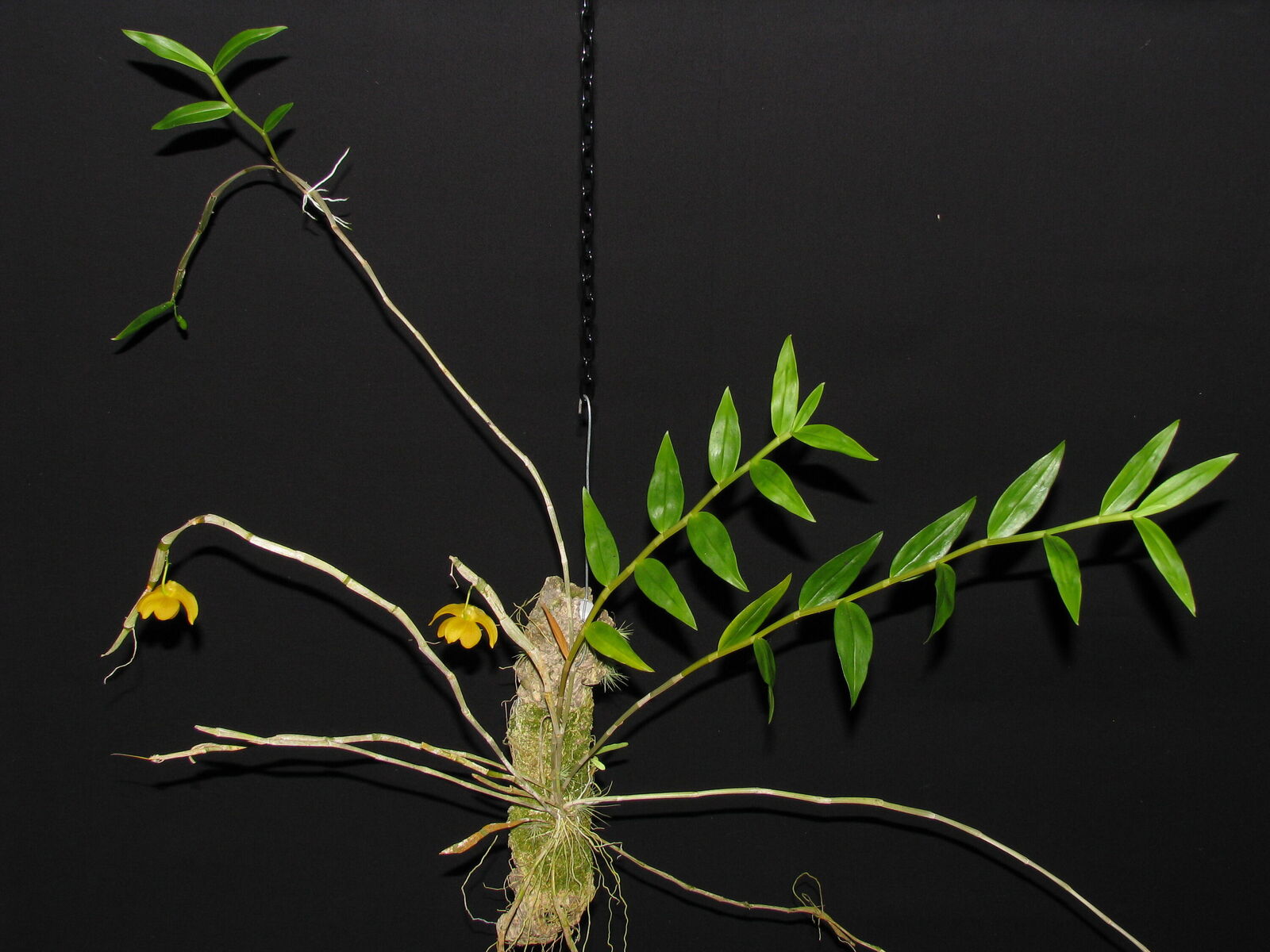 Dendrobium chrysocrepis C.S.P.Parish & Rchb.f. ex Hook.f. | Plants of the World Online | Kew Science