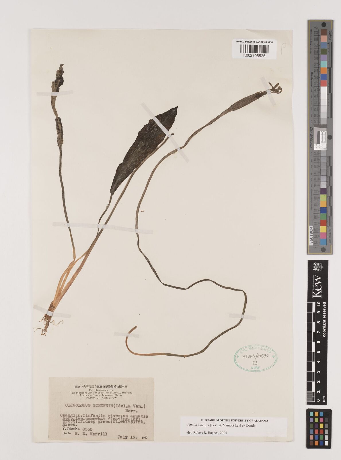 Ottelia balansae (Gagnep.) Dandy | Plants of the World Online | Kew Science