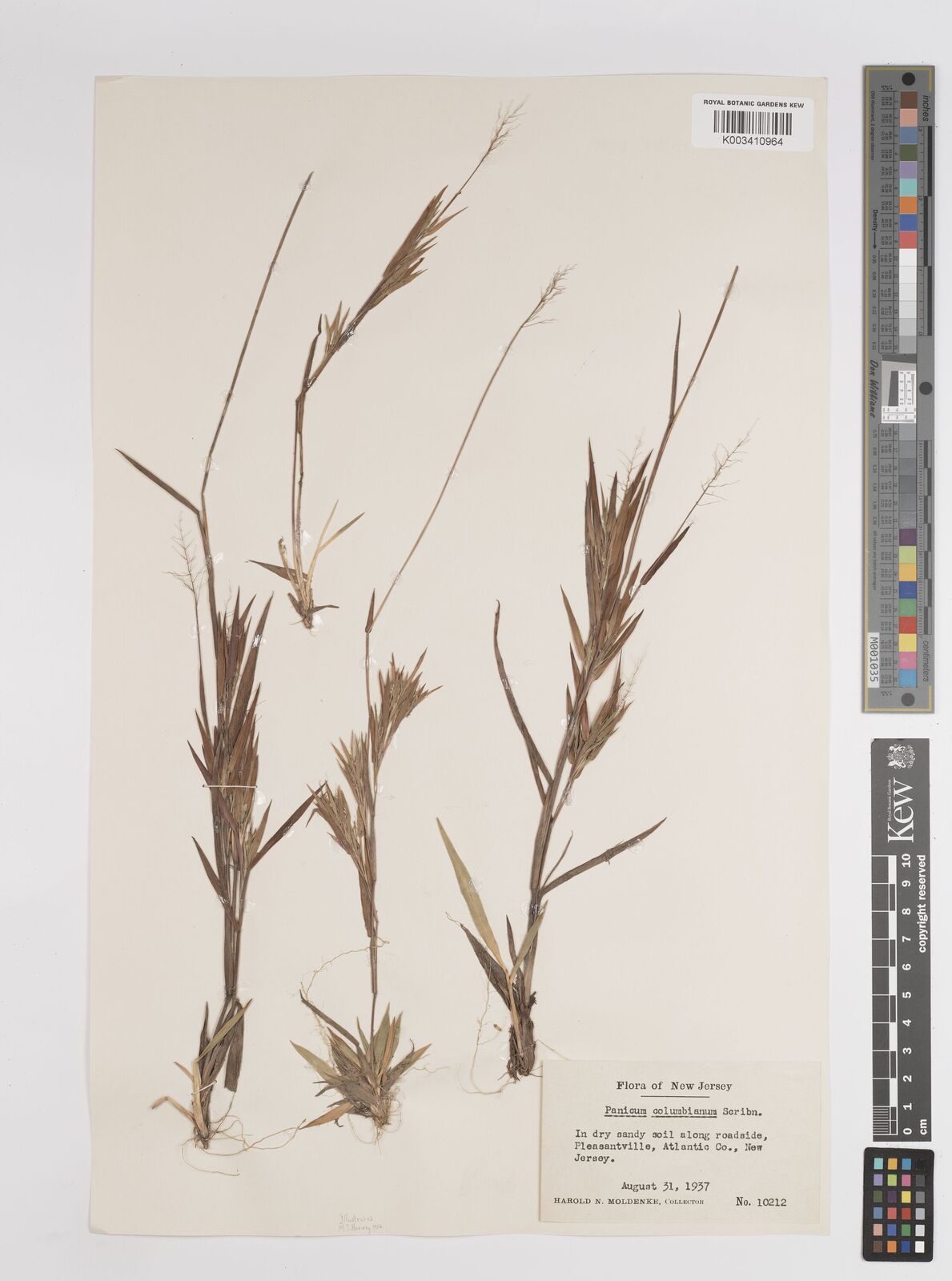 Dichanthelium columbianum (Scribn.) Freckmann | Plants of the World ...