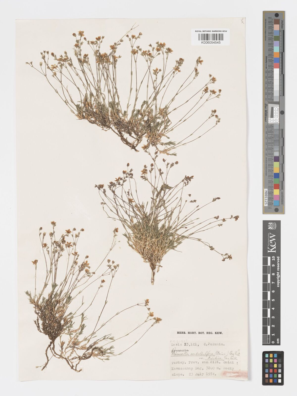Sabulina umbellulifera var. kurdica (McNeill) Dillenb. & Kadereit ...
