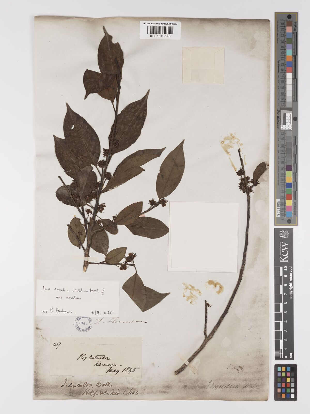 Ilex excelsa var. excelsa | Plants of the World Online | Kew Science