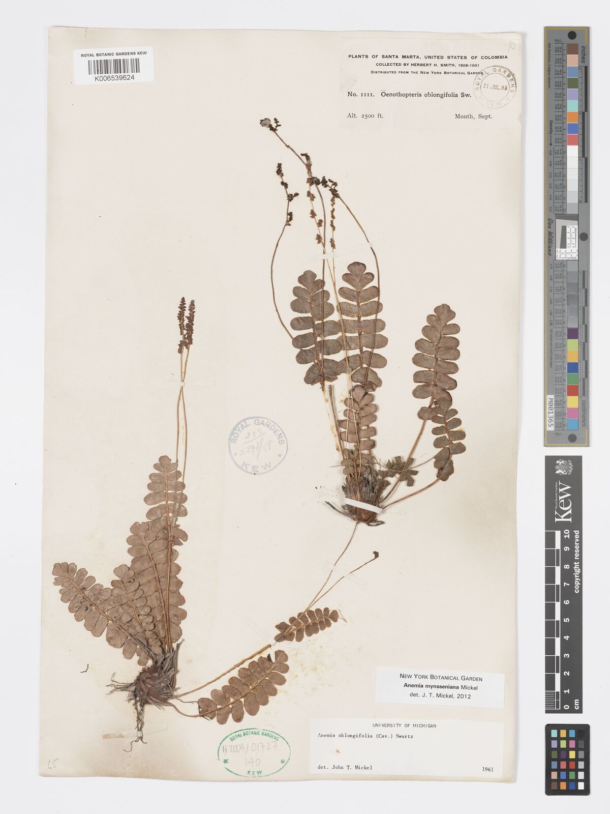 Anemia mynsseniana Mickel | Plants of the World Online | Kew Science