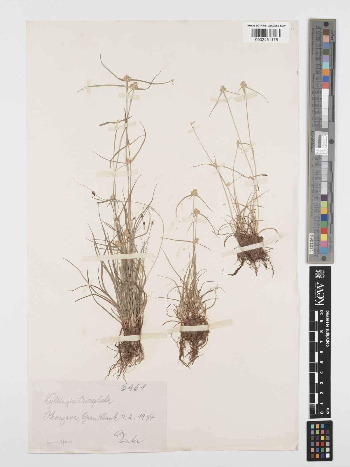 Cyperus welwitschii (Ridl.) Lye | Plants of the World Online | Kew Science