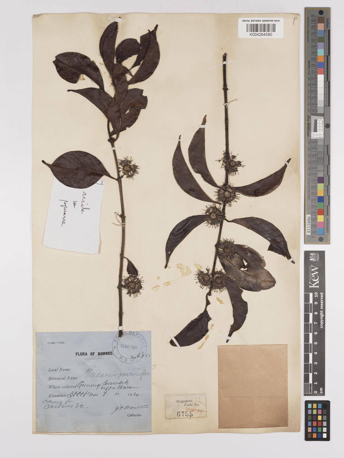 Uncaria acida var. papuana Valeton | Plants of the World Online | Kew ...