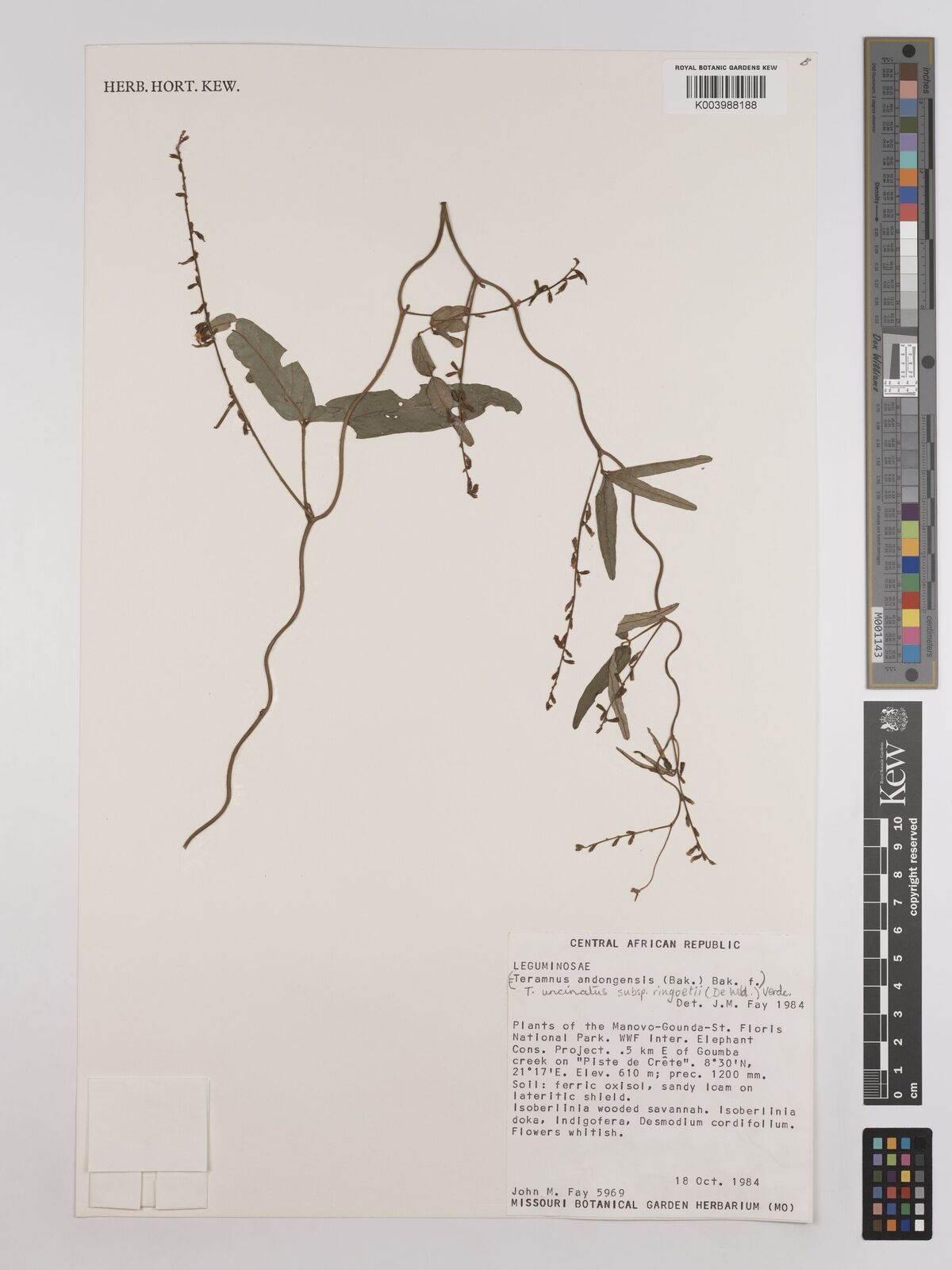 Teramnus uncinatus subsp. ringoetii (De Wild.) Verdc. | Plants of the ...