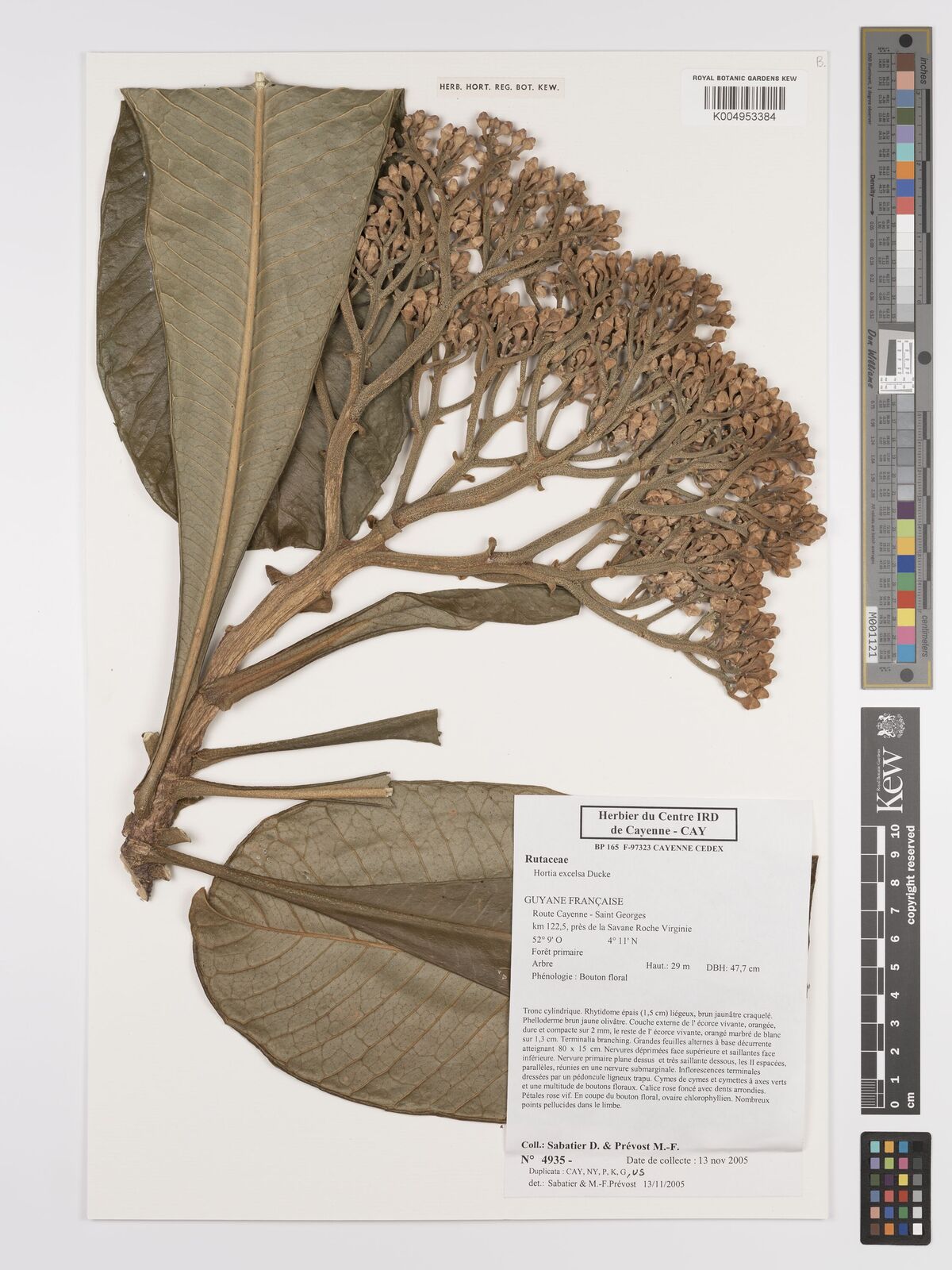 Hortia excelsa Ducke | Plants of the World Online | Kew Science
