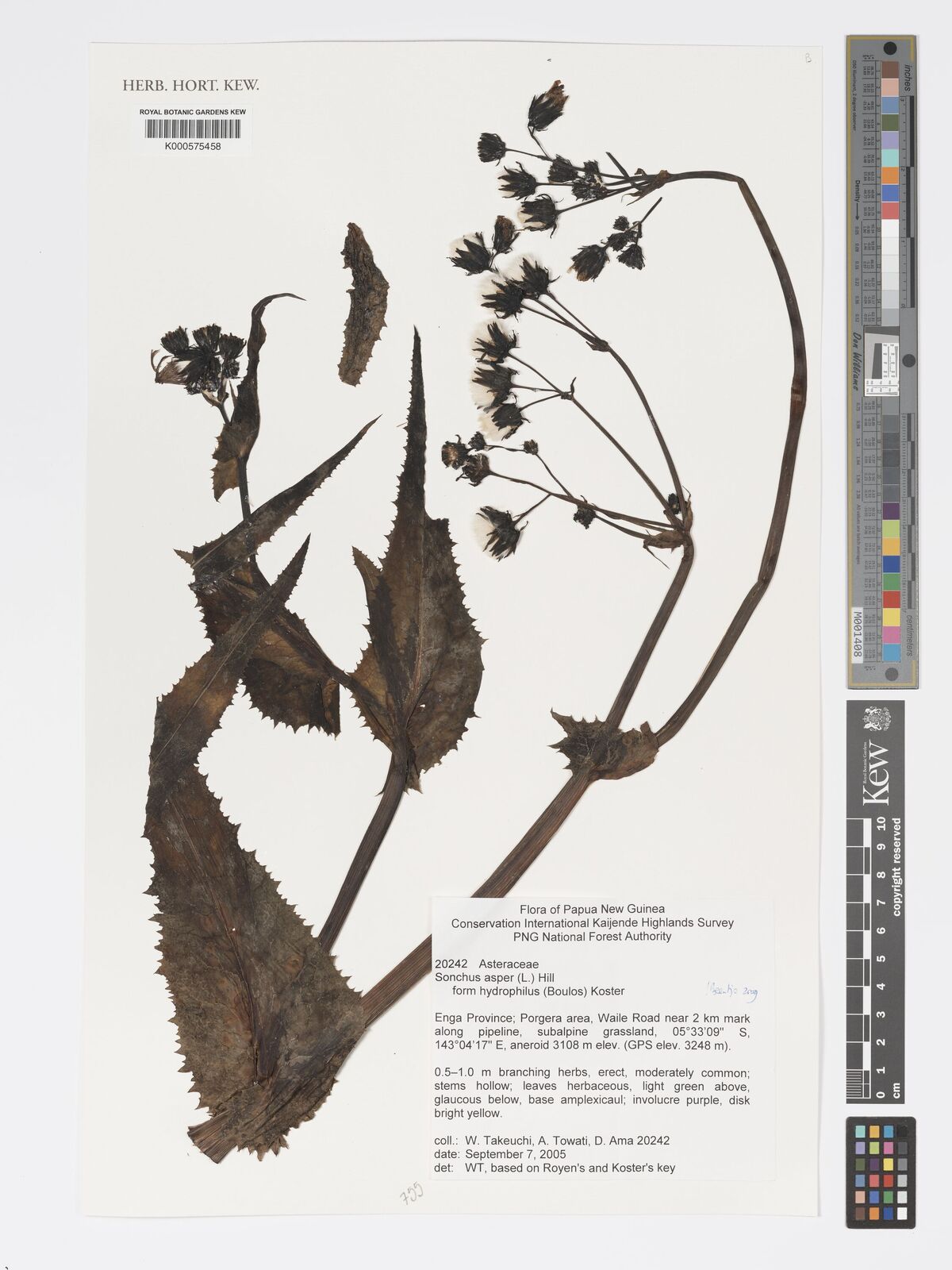 Sonchus hydrophilus Boulos | Plants of the World Online | Kew Science