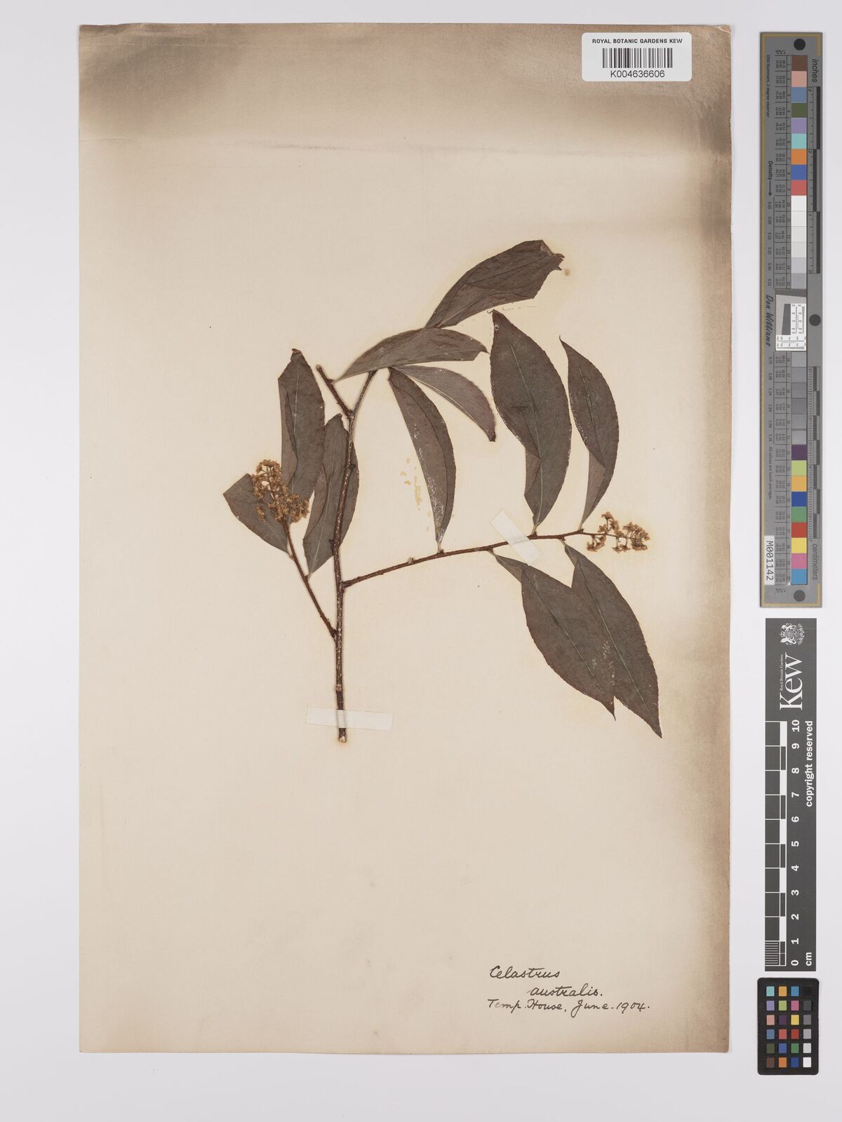 Celastrus australis Harv. & F.Muell. | Plants of the World Online | Kew ...