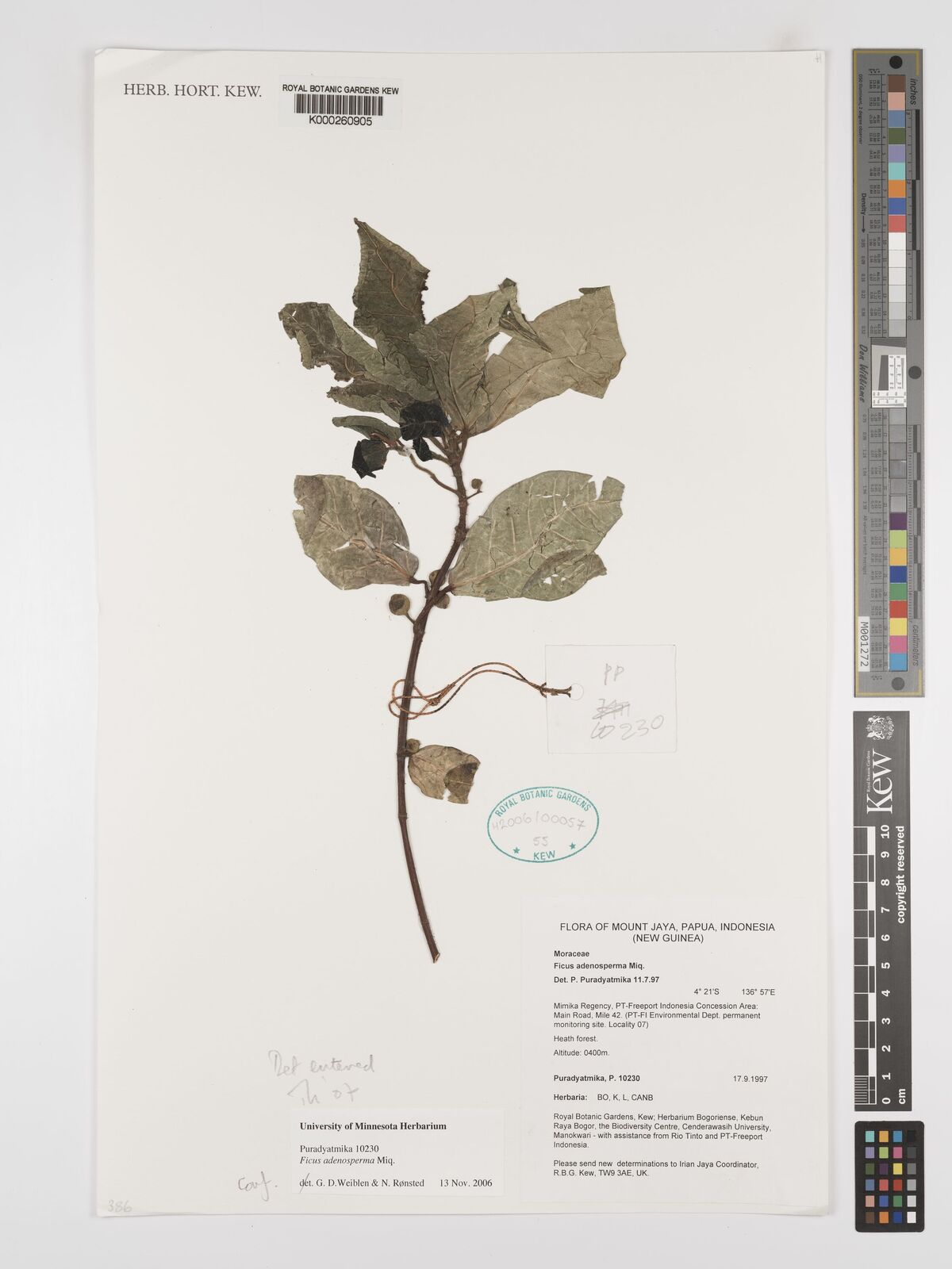 Ficus adenosperma Miq. | Plants of the World Online | Kew Science