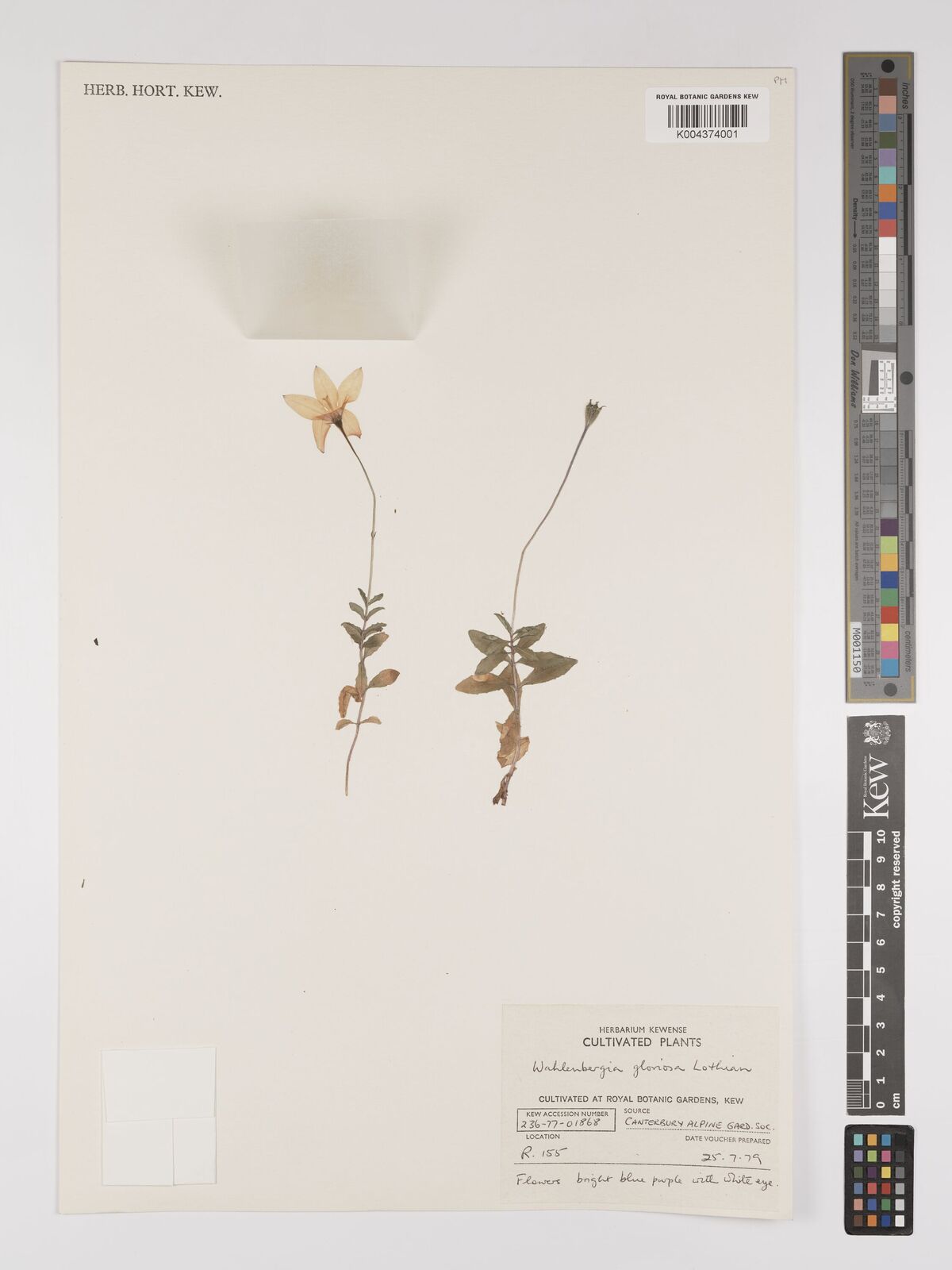 Wahlenbergia gloriosa Lothian | Plants of the World Online | Kew Science