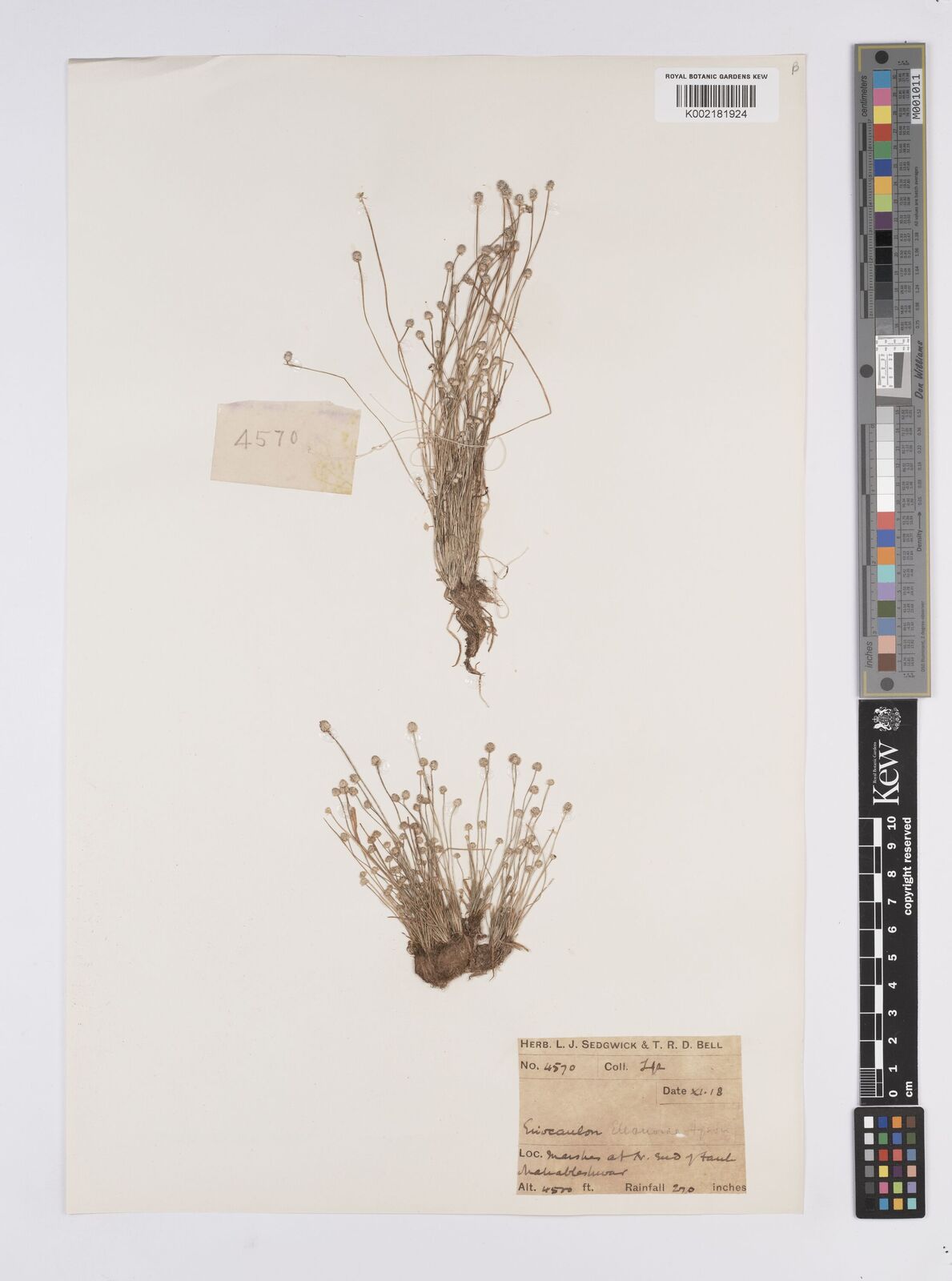 Eriocaulon elenorae Fyson | Plants of the World Online | Kew Science