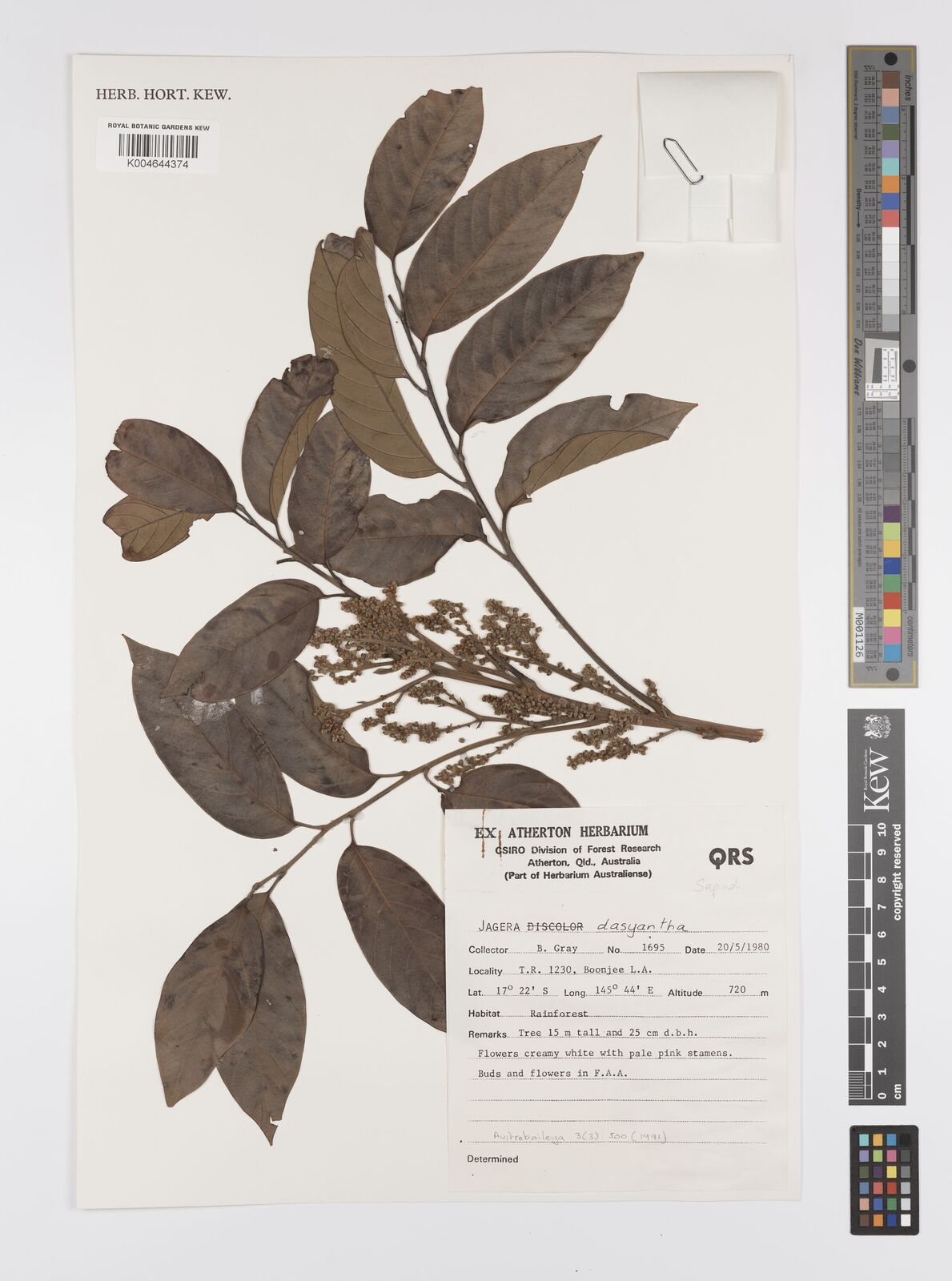 Jagera Blume | Plants of the World Online | Kew Science